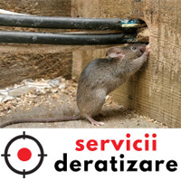 Servicii Deratizare, Exterminare Combatere Rozatoare Sobolani Soareci ...